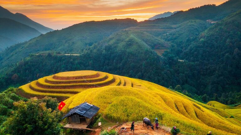 Khám Phá Mùa Vàng Mù Cang Chải: Cảnh Quan, Hoạt Động Và Kinh Nghiệm Du Lịch